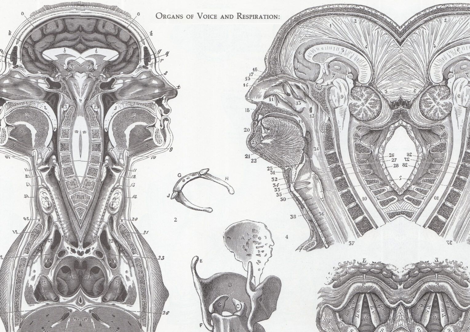 MLADEN DOLAR | Issue #06 - Herri